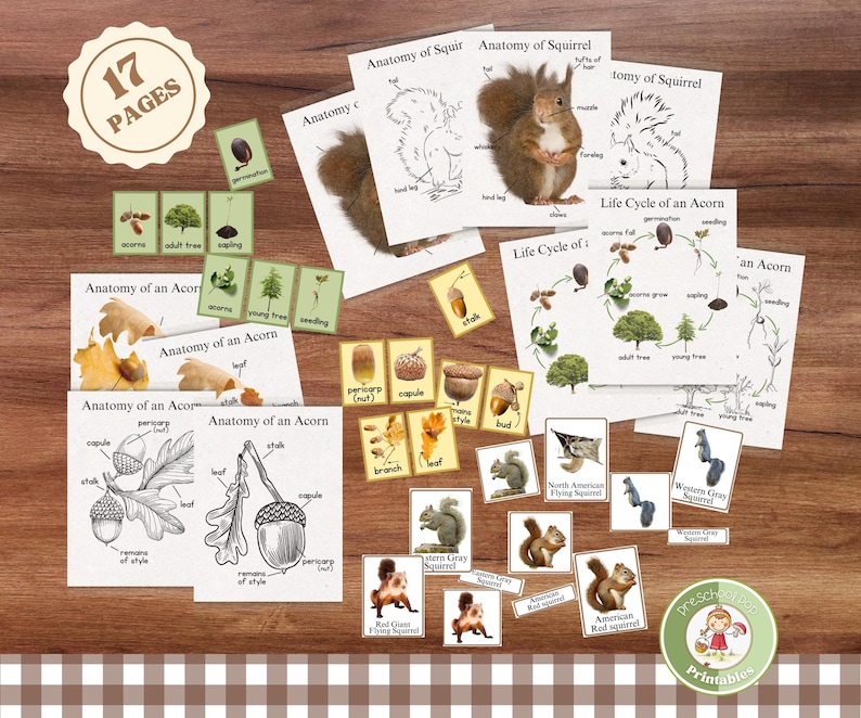 Acorns & Squirrels: Anatomy and Life Cycle; Science Worksheets for Pre ...