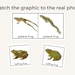 Frog & Toad Learning Activities: Homeschool Science Flashcards (PDF) - Etsy