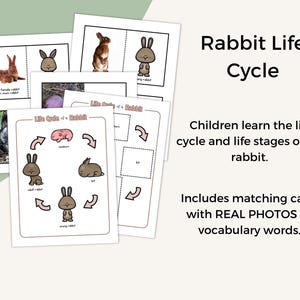 Rabbit Life Cycle Printables: Nature Learning Activities (PDF) - Etsy