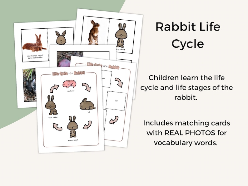 Rabbit Life Cycle Printables; 3 Nature Learning Activities for Kids ...