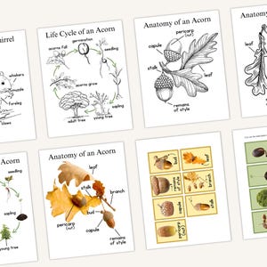 Acorns & Squirrels: Anatomy and Life Cycle; Science Worksheets for Pre ...