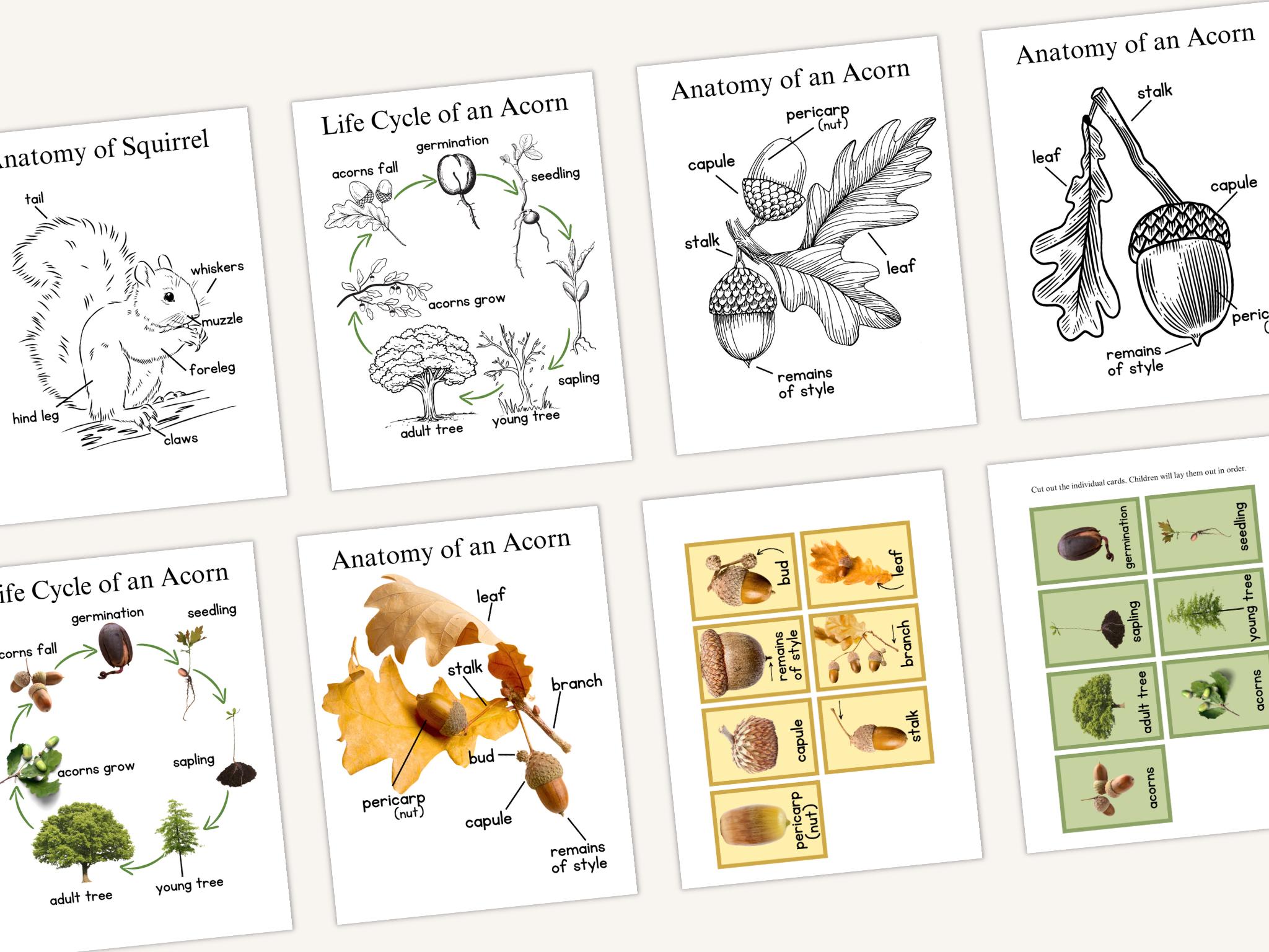 Acorns & Squirrels: Anatomy and Life Cycle; Science Worksheets for Pre ...