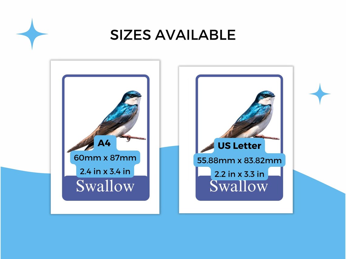Bird Identification Cards for Kids: Winter and Spring Species, Coloring ...