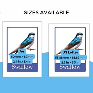 Bird Identification Cards for Kids: Winter and Spring Species, Coloring ...