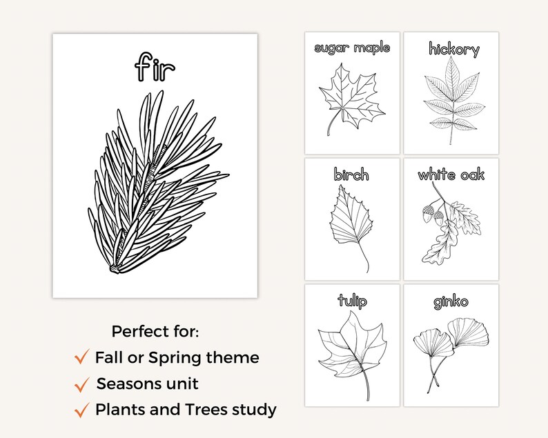 Tree Leaf Coloring Pages; Leaf Identification for Kids; Leaf and Leaves ...