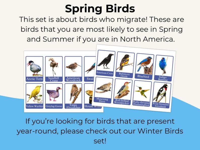 Bird Identification Cards for Kids: Winter and Spring Species, Coloring ...