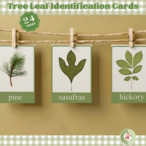 Tree Leaf Identification Cards: Montessori Homeschool Nature Study (PDF ...