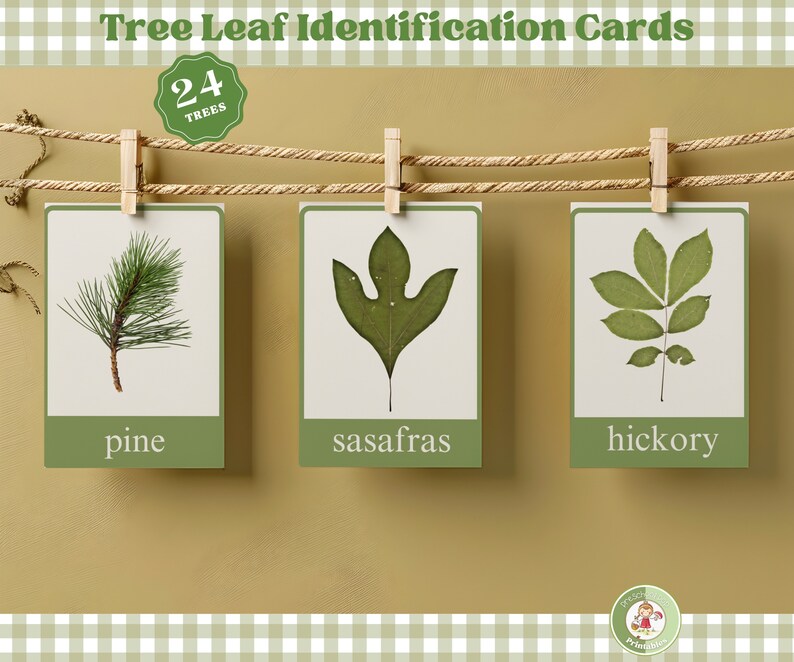 Tree Leaf Identification Cards: Montessori Homeschool Nature Study (PDF ...