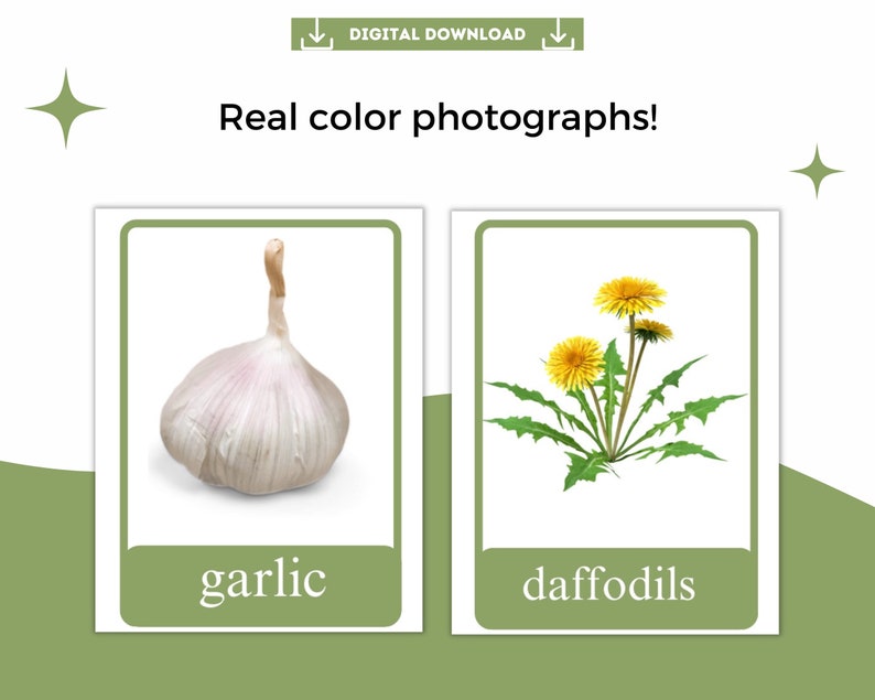 Medicinal Herb Flashcards: Nature Study, Homeschool Printable (PDF) - Etsy