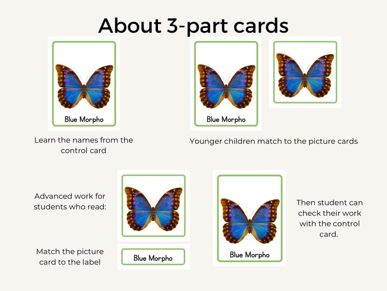Butterfly Species 3 Part Cards; Butterfly Identification for Kids ...