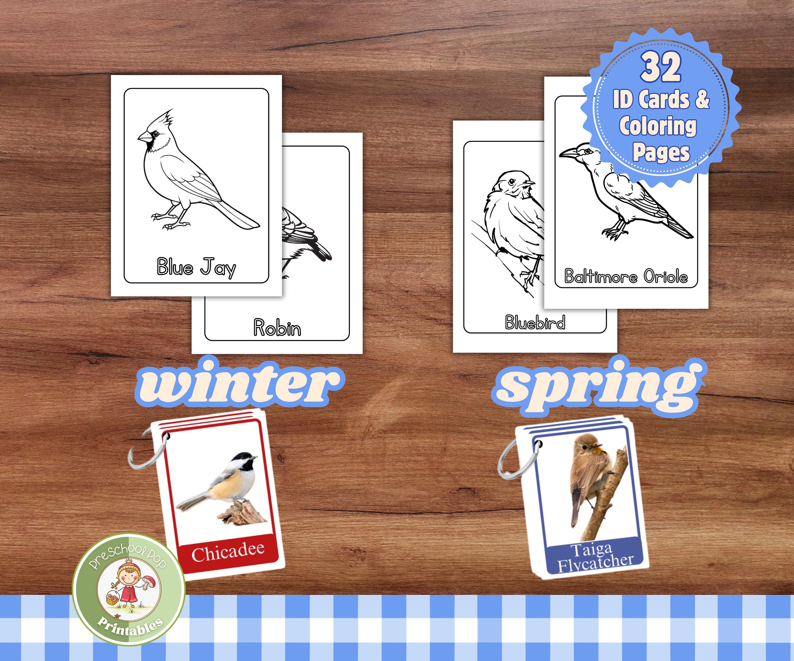 Bird Identification Cards for Kids: Winter and Spring Species, Coloring ...