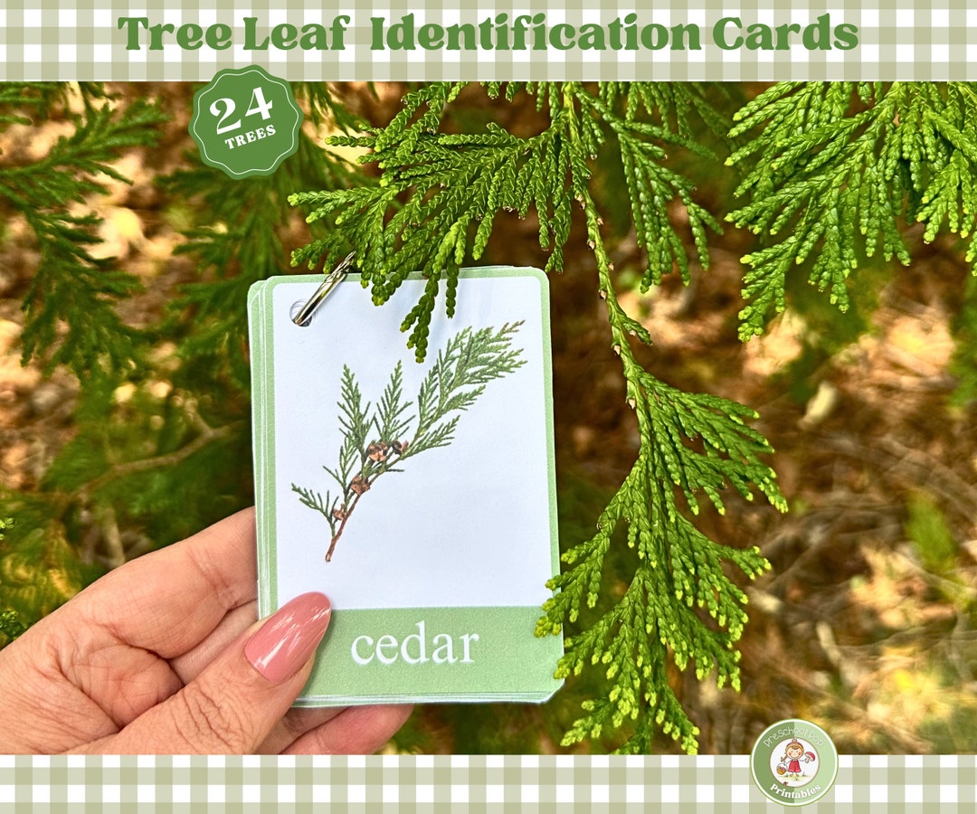 Tree Leaf Identification Cards for Kids, Montessori Nomenclature Cards ...