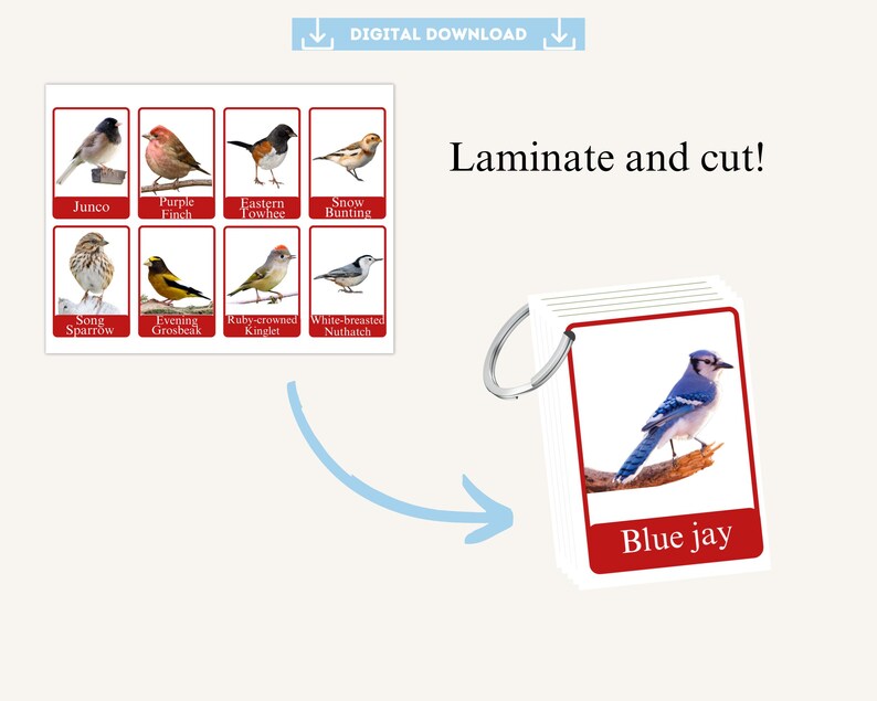 Winter Birds ID Cards: Montessori Homeschool Nature Unit (PDF) - Etsy