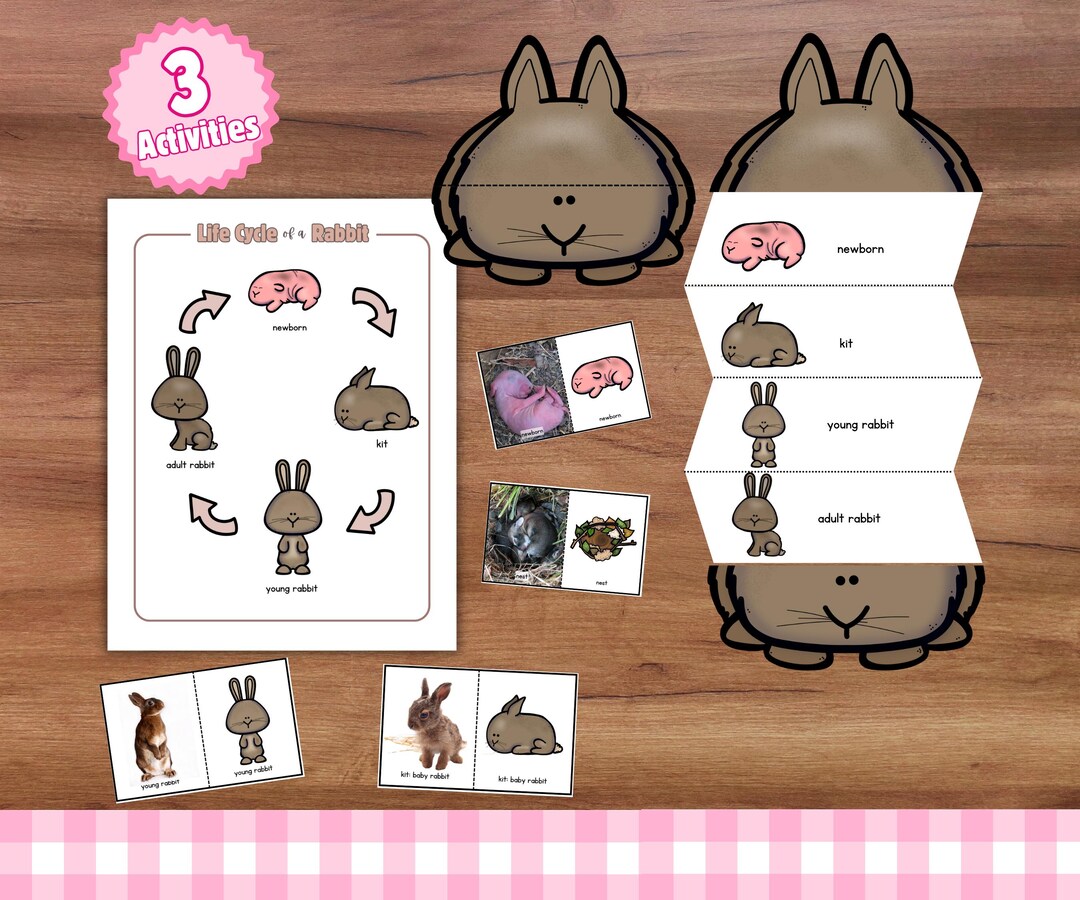 Rabbit Life Cycle Printables: Nature Learning Activities (PDF) - Etsy