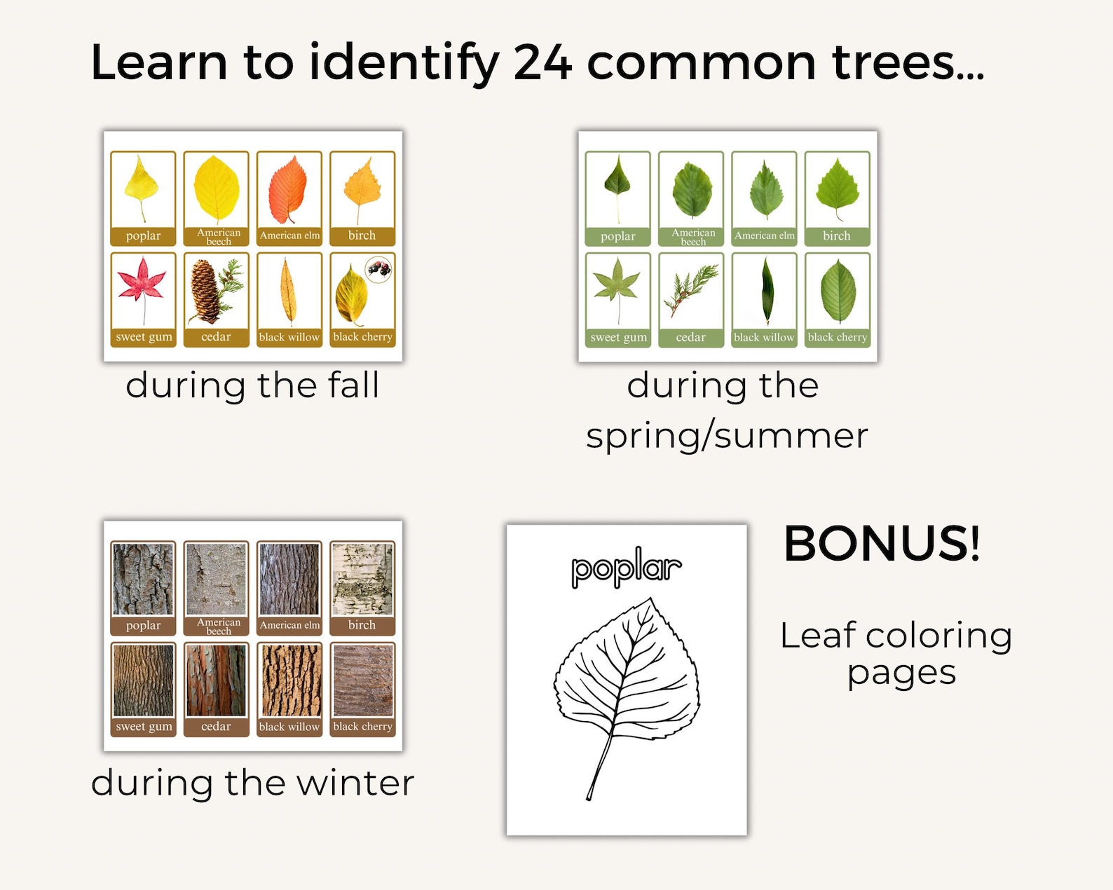 Tree Identification Flashcards for Kids: Leaf & Bark Photos (PDF) - Etsy