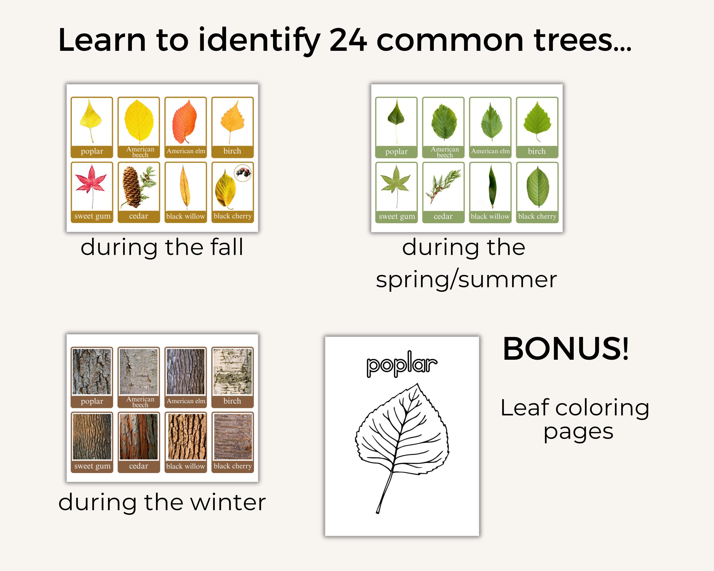 Tree Identification Cards for Kids; Fall Leaf & Winter Bark Flashcards ...