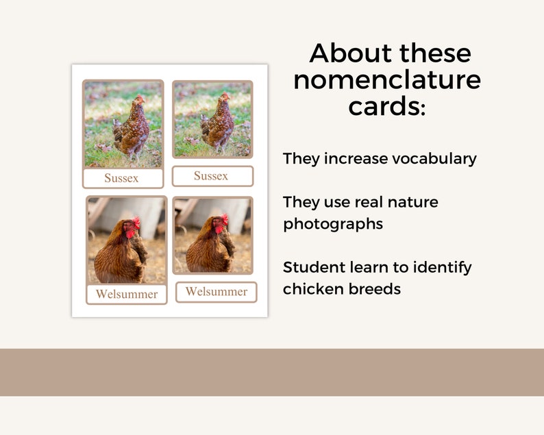 Chicken Breeds Montessori Cards: Homestead Poultry ID (digital Download ...