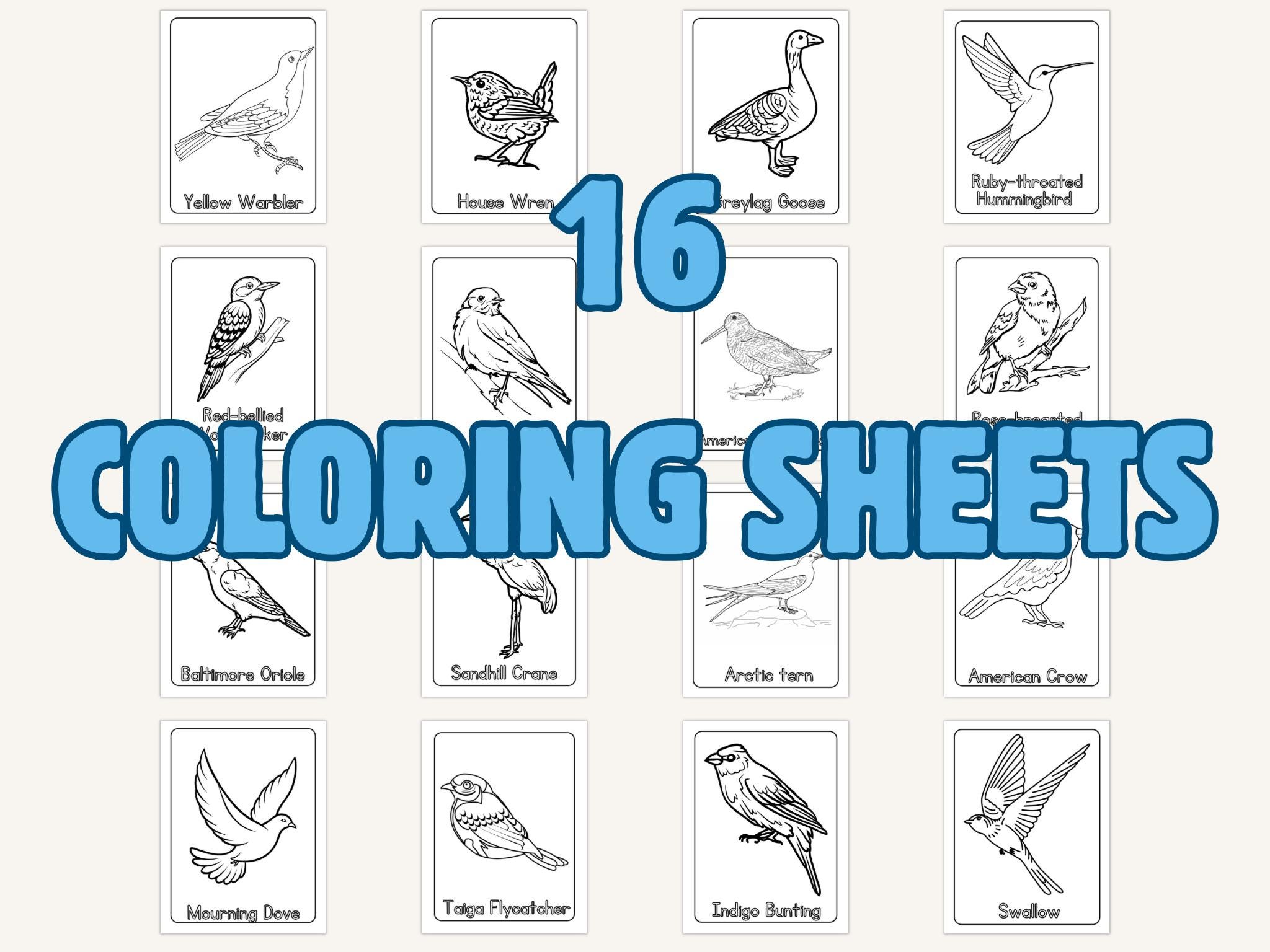 Spring Birds ID Cards and Coloring Pages for Kids: Montessori Nature ...