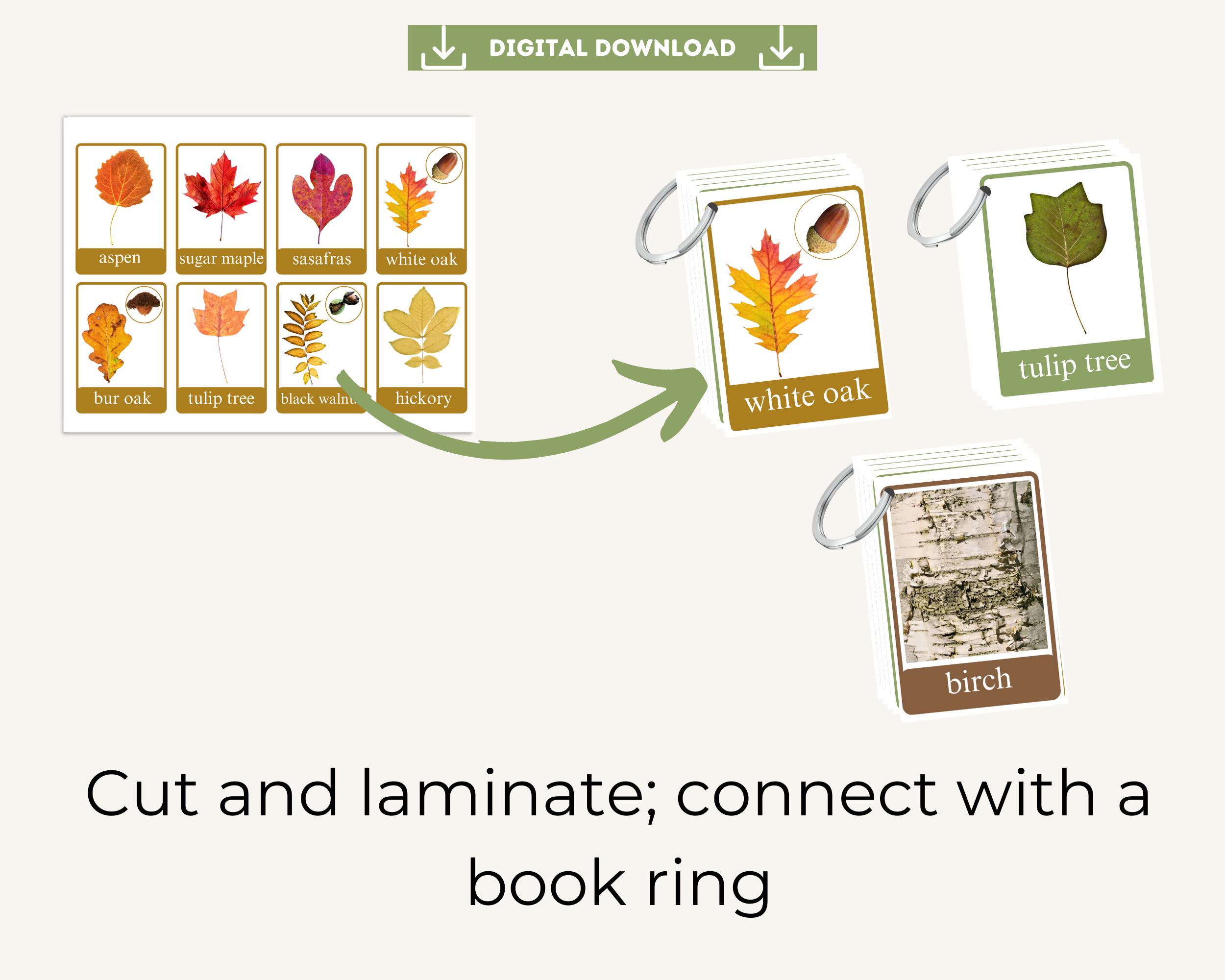 Tree Identification Flashcards for Kids: Leaf & Bark Photos (PDF) - Etsy