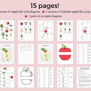 Apple Life Cycle Craft; Parts of an Apple Kindergarten Lesson; - Etsy