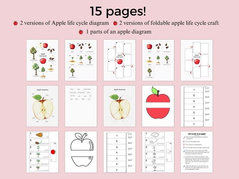 Apple Life Cycle Craft; Parts of an Apple Kindergarten Lesson; - Etsy