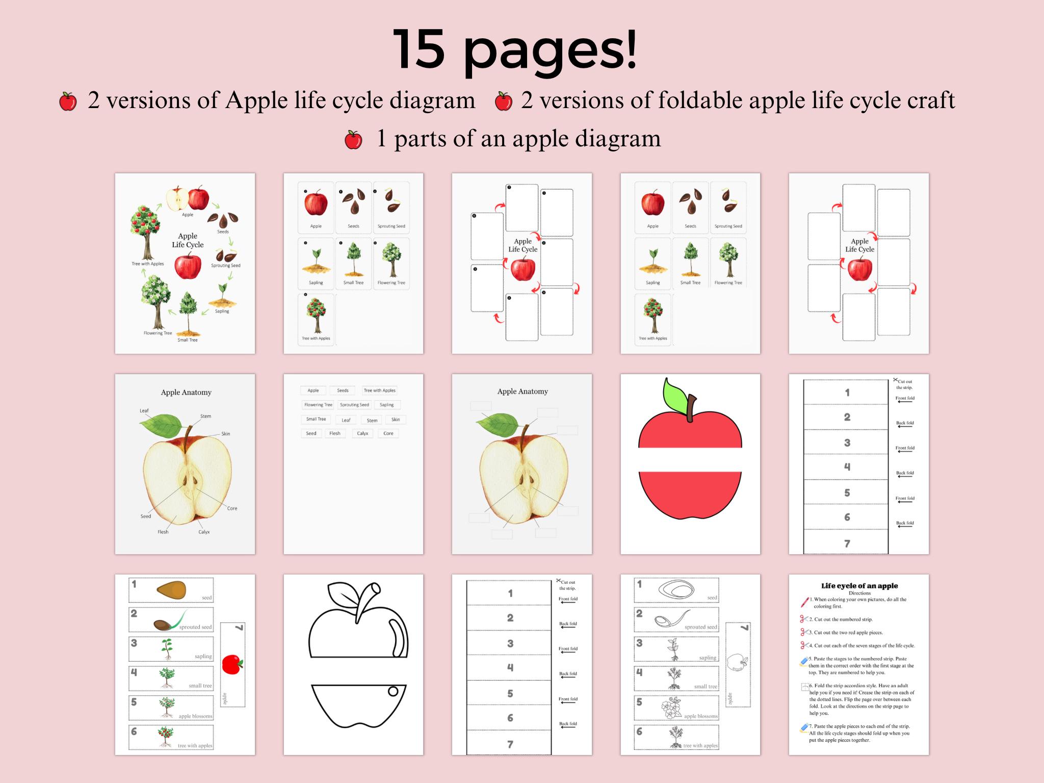 Apple Life Cycle Craft; Parts of an Apple Kindergarten Lesson; - Etsy