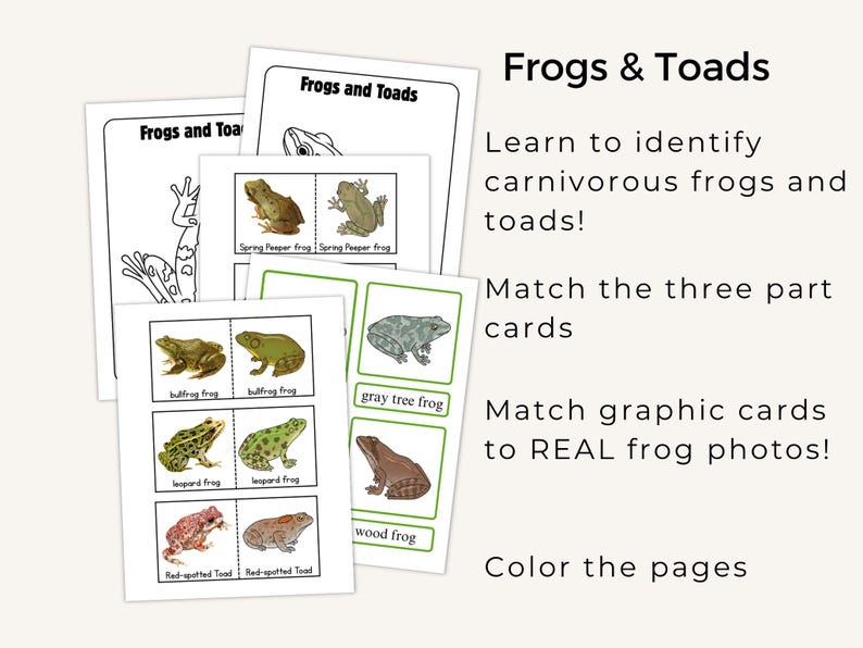 Frog & Toad Learning Activities: Homeschool Science Flashcards (PDF) - Etsy