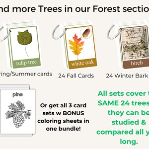 Tree Leaf Identification Cards: Montessori Homeschool Nature Study (PDF ...