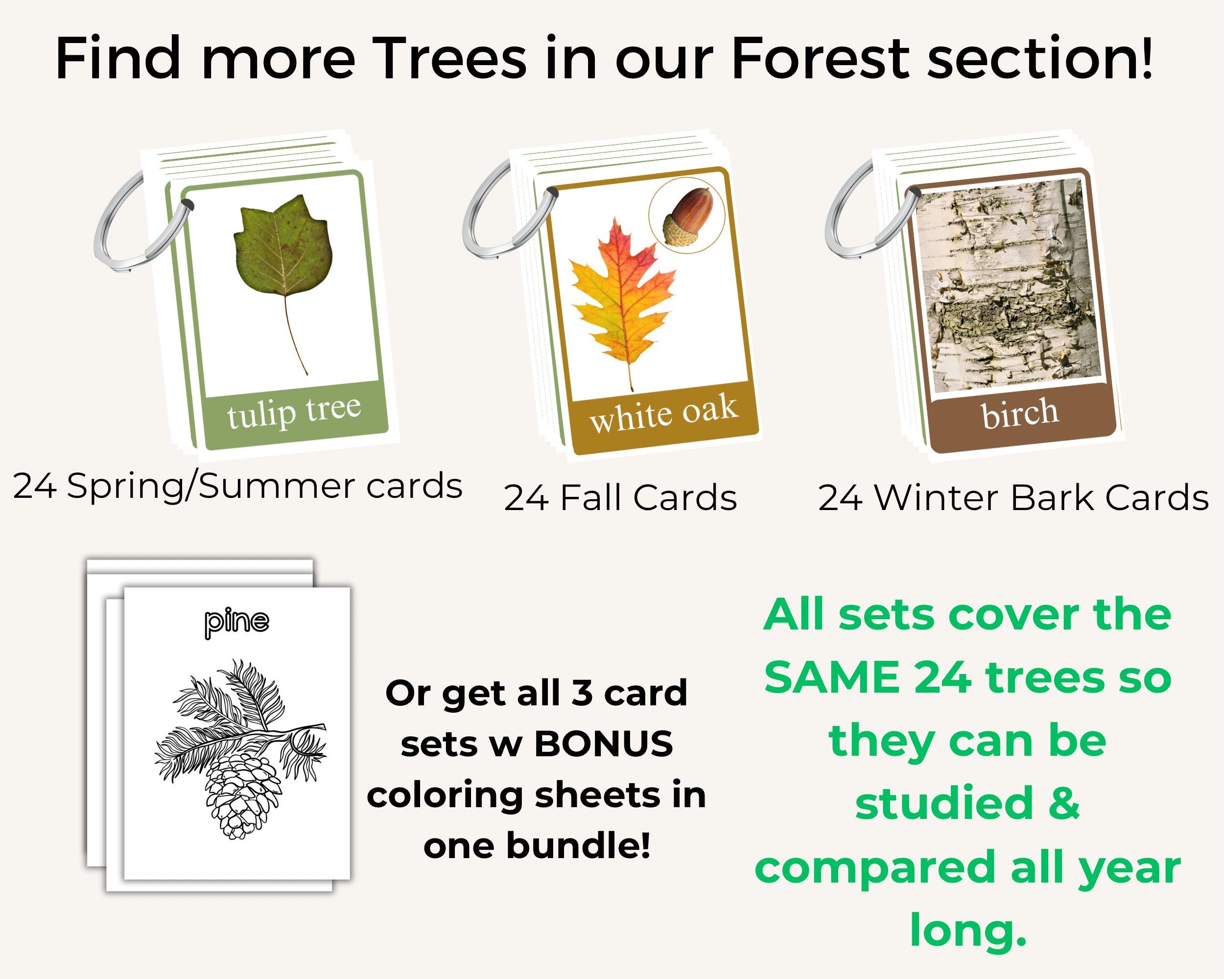 Tree Leaf Identification Cards: Montessori Homeschool Nature Study (PDF ...