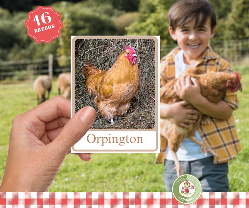 Chicken Breeds Montessori 3 Part Cards With Real Photos, Printable ...