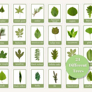 Tree Leaf Identification Cards for Kids, Montessori Nomenclature Cards ...