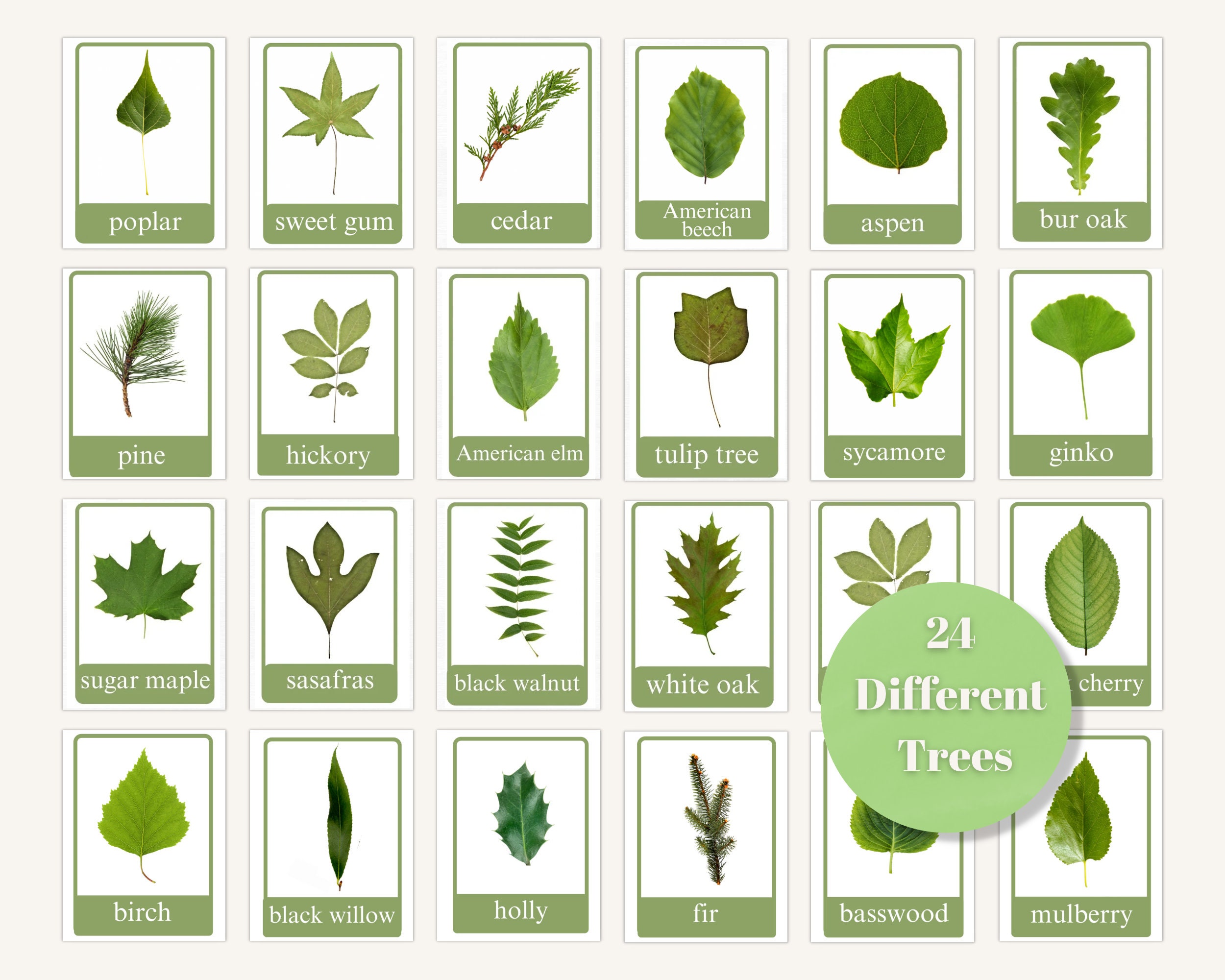 Tree Leaf Identification Cards: Montessori Homeschool Nature Study (PDF ...