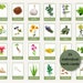 Medicinal Herb Flashcards: Nature Study, Homeschool Printable (PDF) - Etsy
