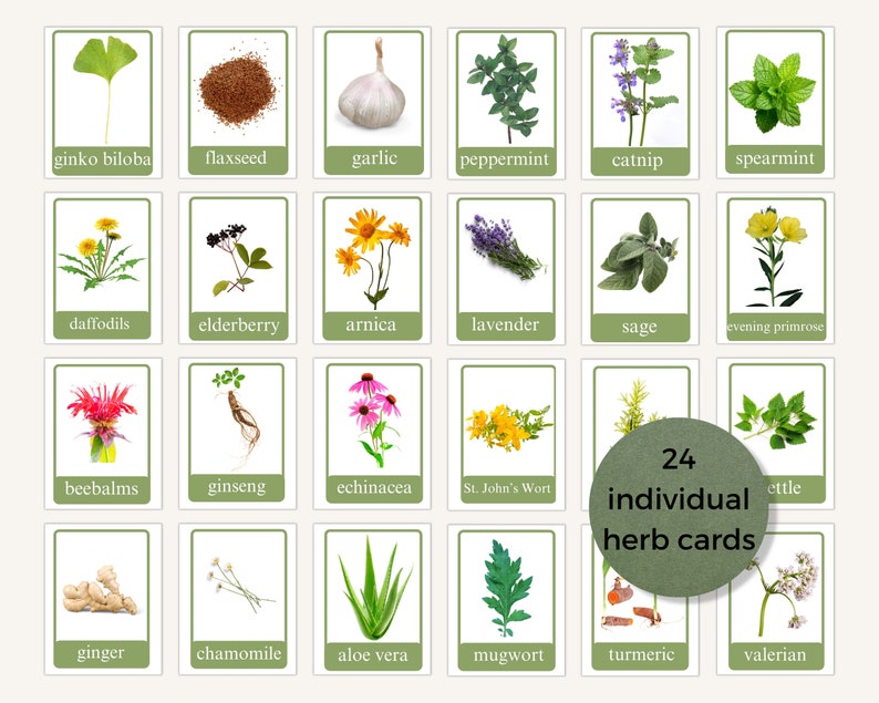 Medicinal Herb Flashcards: Nature Study, Homeschool Printable (PDF) - Etsy
