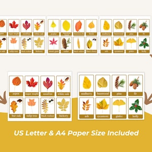 Fall Tree Leaf Identification Cards: Montessori Homeschool Nature Study ...