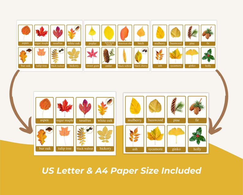 Fall Tree Leaf Identification Cards: Montessori Homeschool Nature Study ...