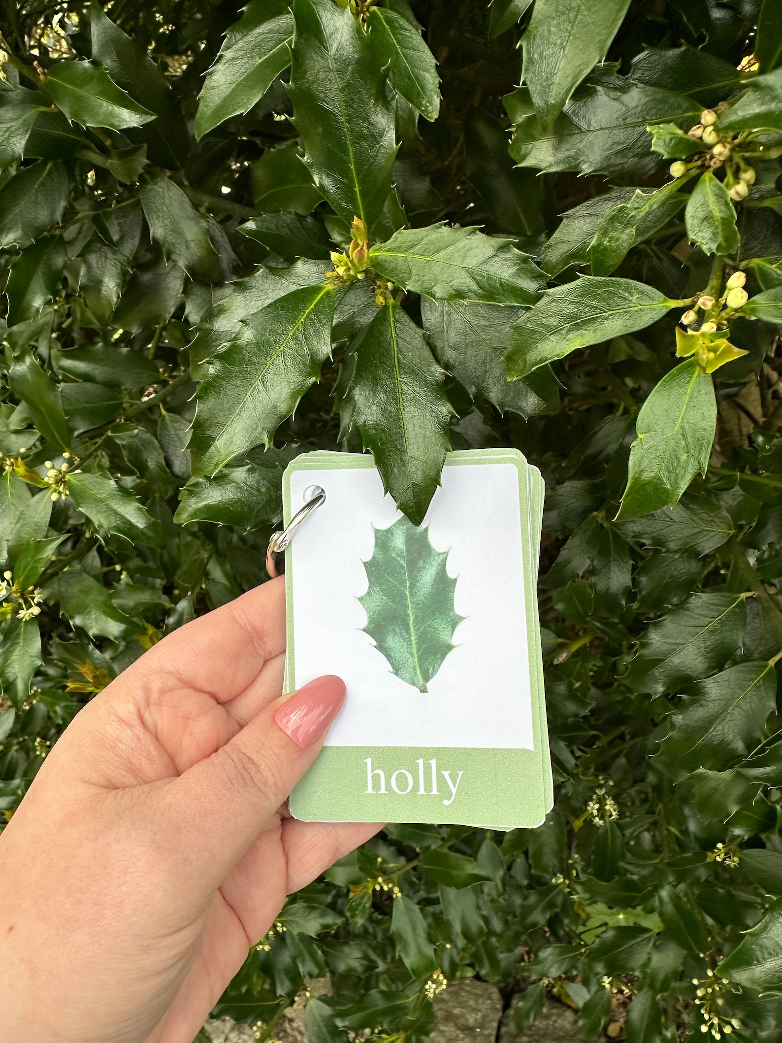 Tree Leaf Identification Cards: Montessori Homeschool Nature Study (PDF ...