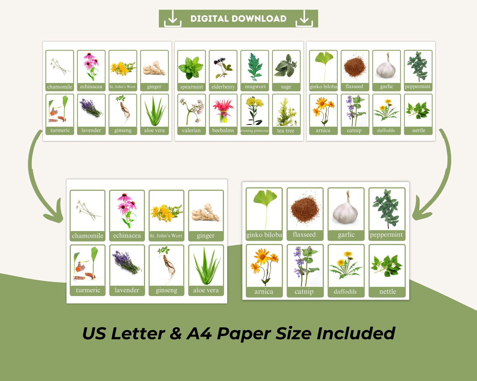 Medicinal Herb Flashcards: Nature Study, Homeschool Printable (PDF) - Etsy