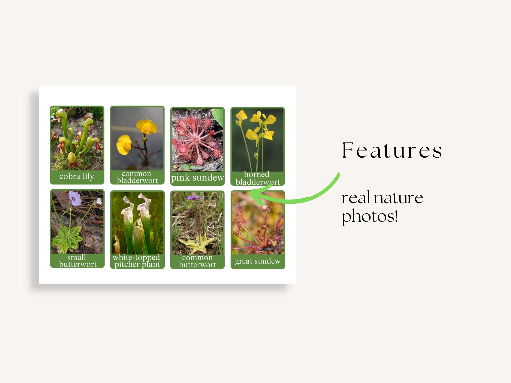 Printable Carnivorous Plants Learning Set; Id/nomenclature Cards ...