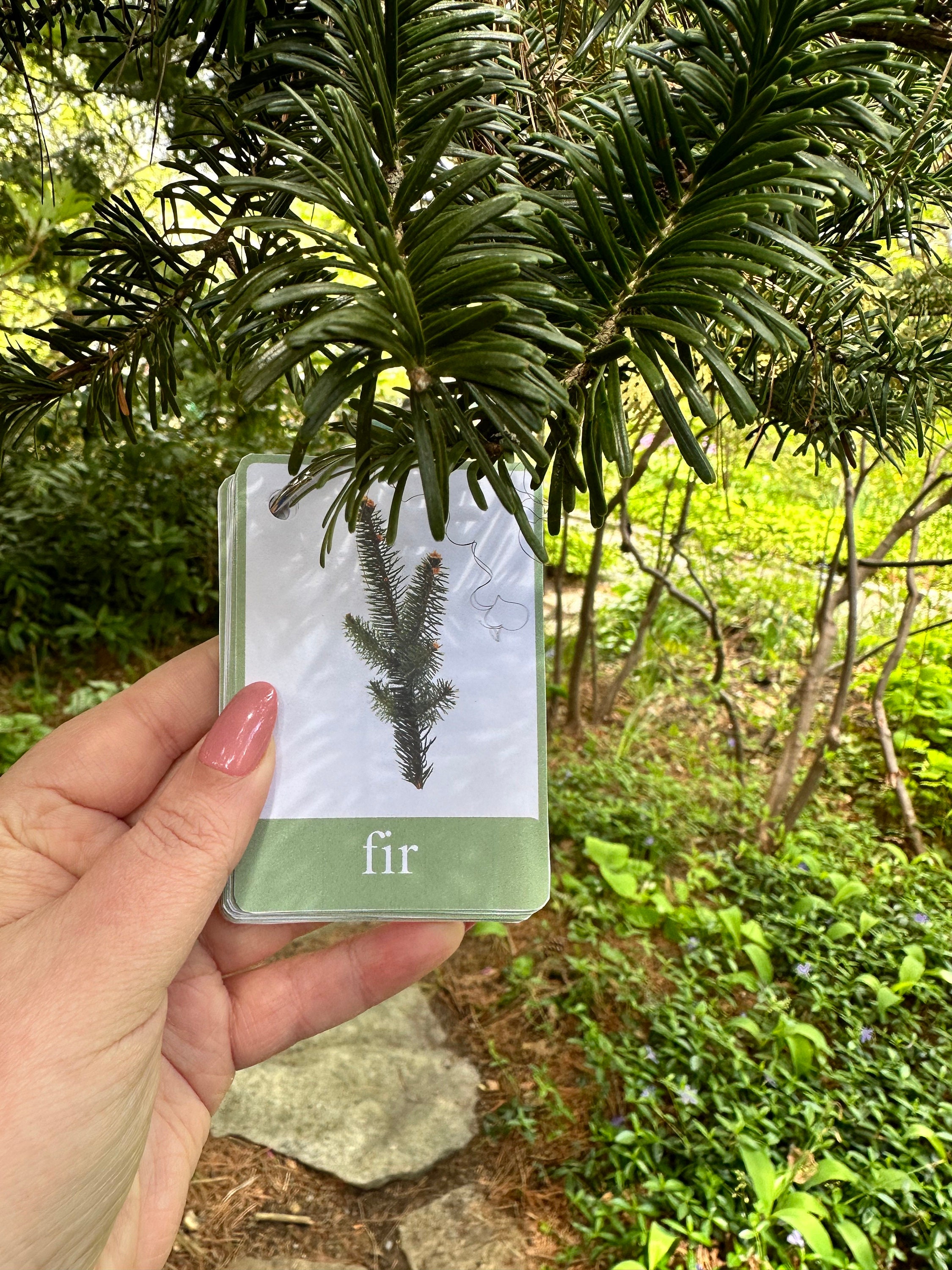 Tree Leaf Identification Cards for Kids, Montessori Nomenclature Cards ...