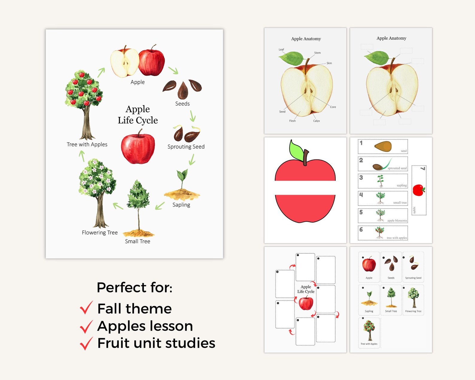 Apple Life Cycle Craft; Parts of an Apple Kindergarten Lesson; - Etsy
