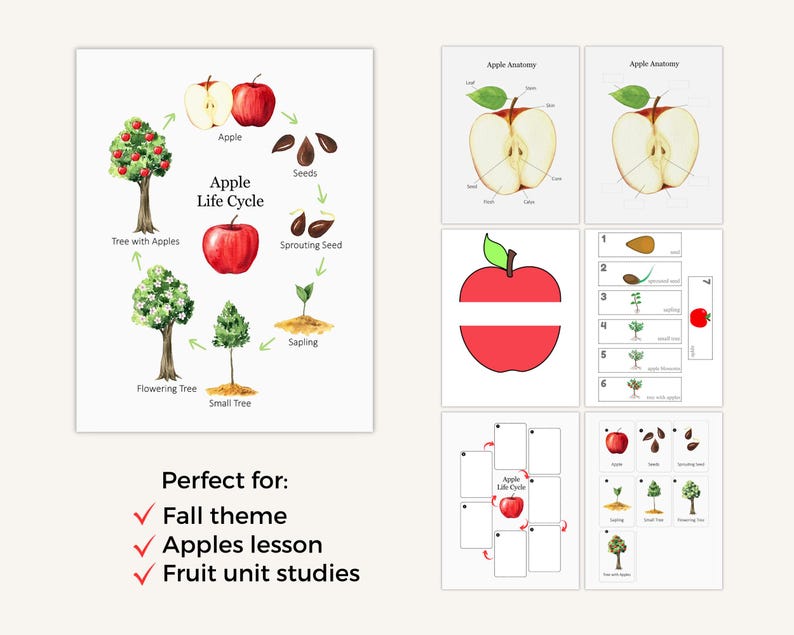 Apple Life Cycle Craft; Parts of an Apple Kindergarten Lesson; - Etsy