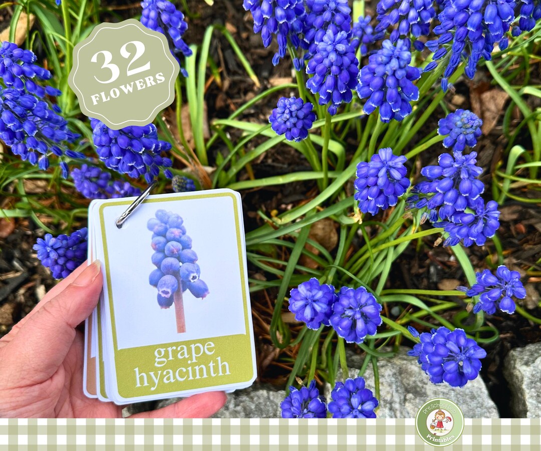 Spring Flower Identification Cards for Kids: Montessori Homeschool ...