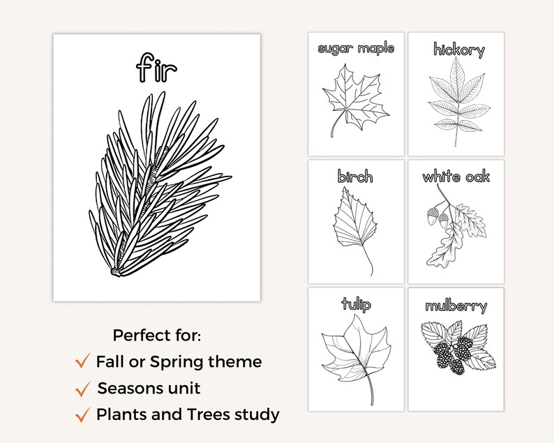 Tree Identification Flashcards for Kids: Leaf & Bark Photos (PDF) - Etsy