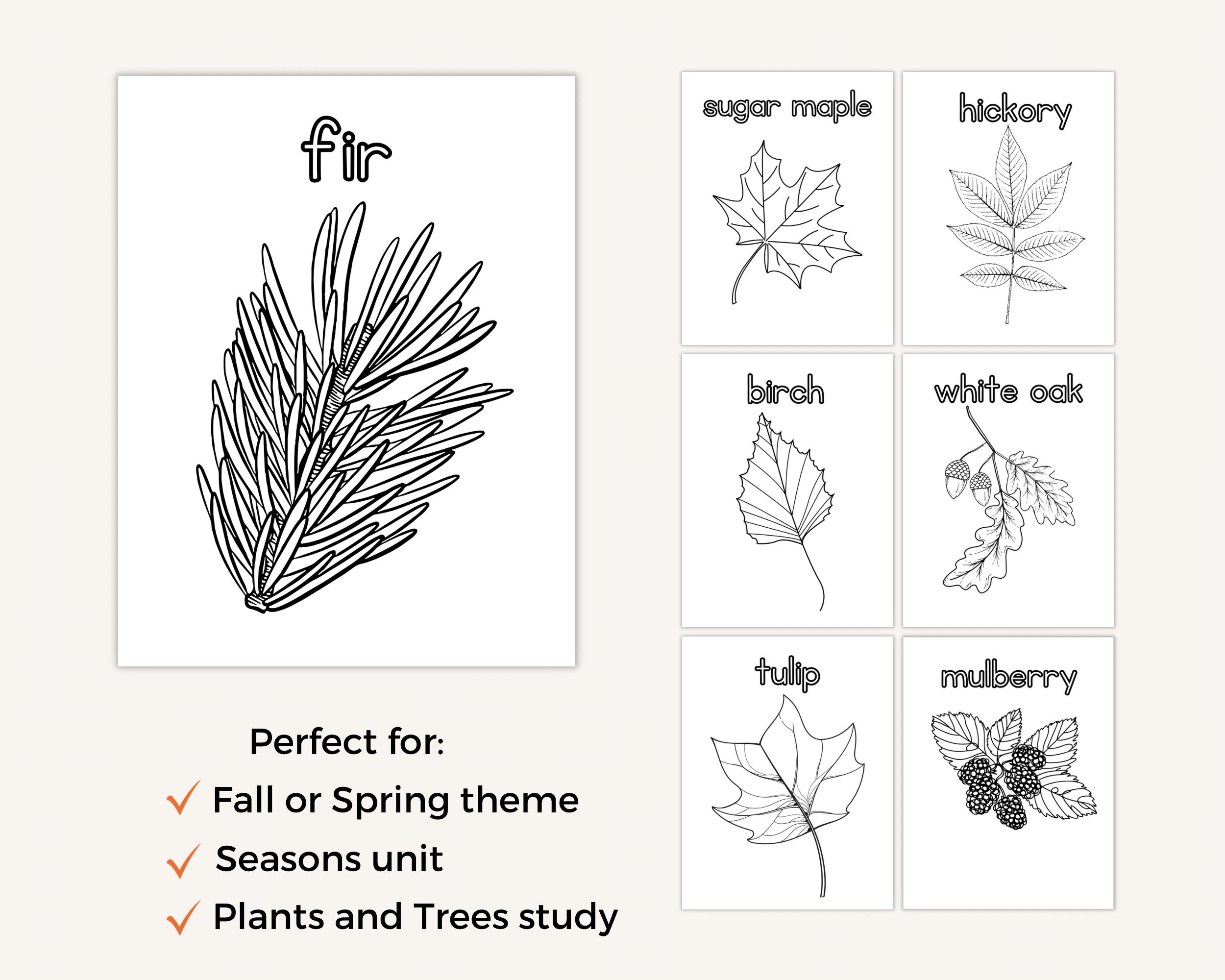Tree Identification Flashcards for Kids: Leaf & Bark Photos (PDF) - Etsy