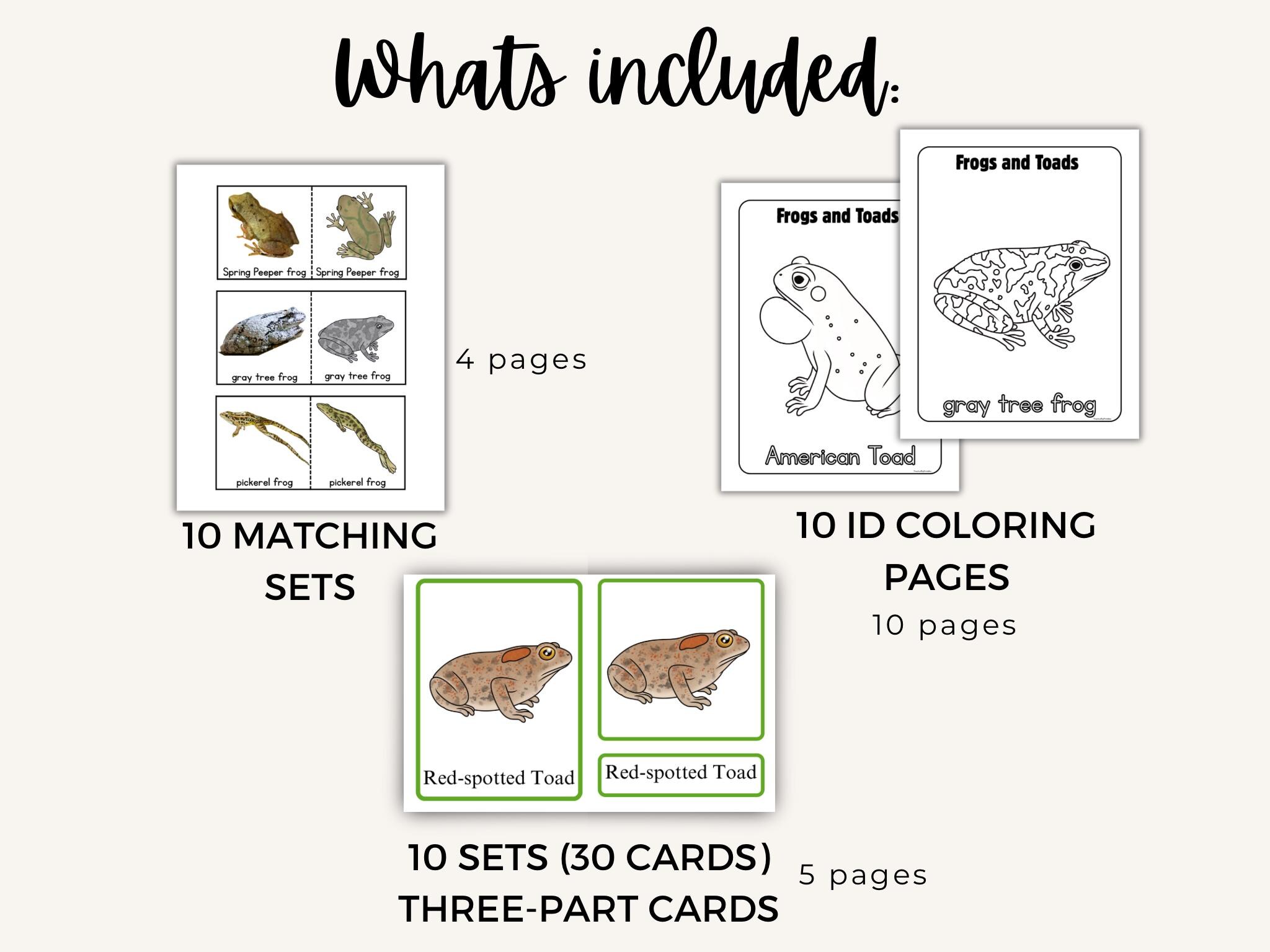 Frog & Toad Learning Activities: Homeschool Science Flashcards (PDF) - Etsy