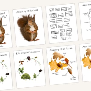 Acorns & Squirrels: Anatomy and Life Cycle; Science Worksheets for Pre ...