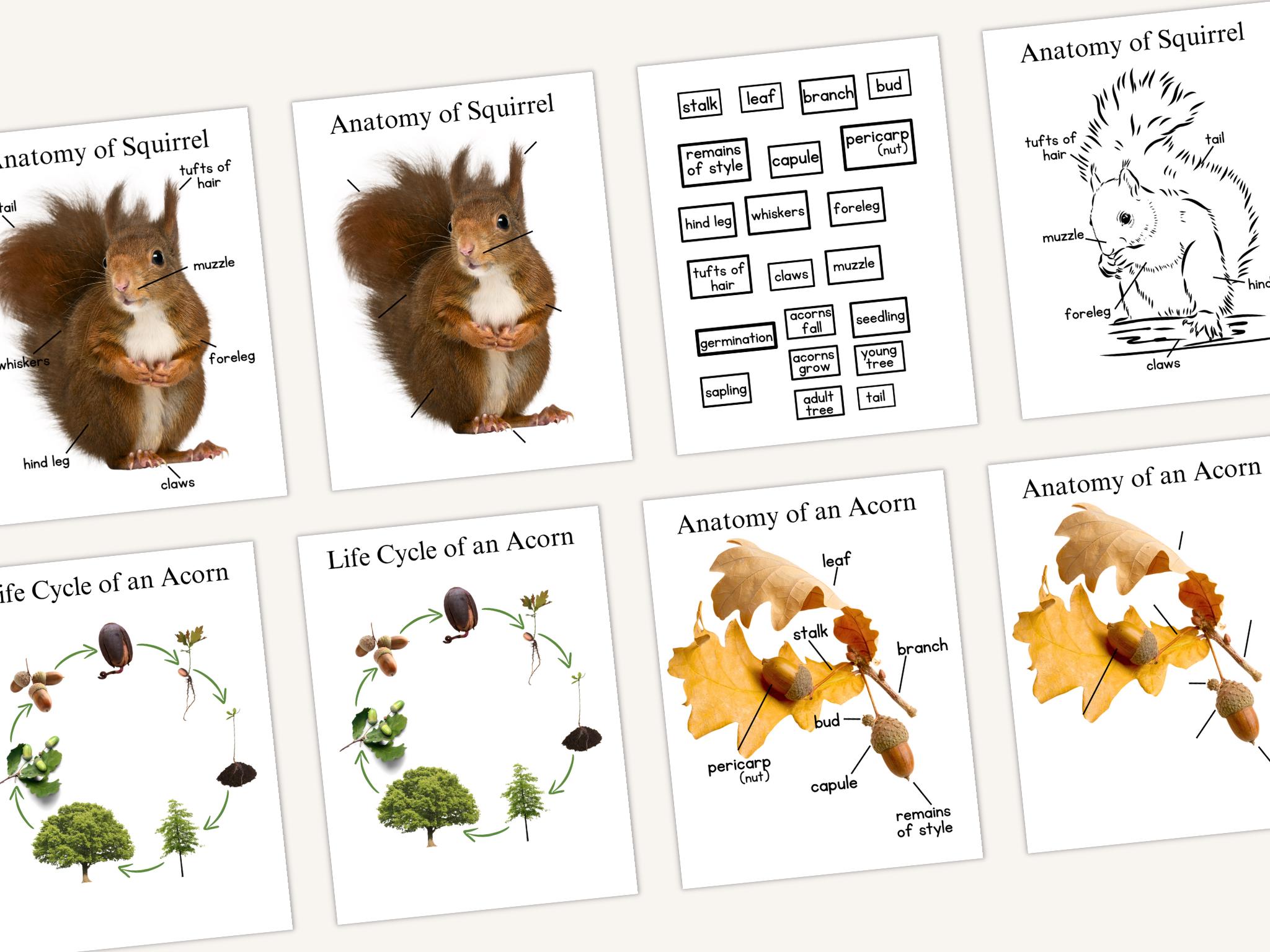 Acorns & Squirrels: Anatomy and Life Cycle; Science Worksheets for Pre ...