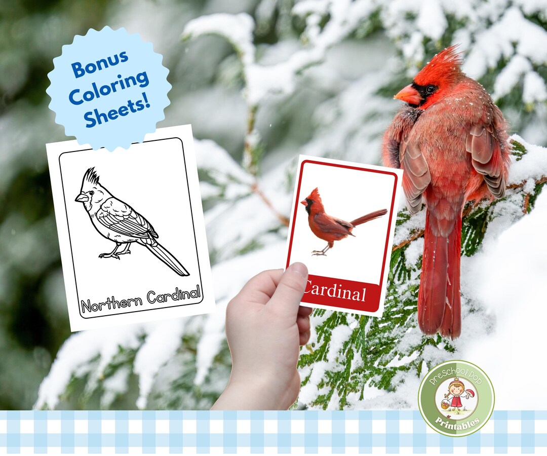 Winter Birds ID Cards: Montessori Homeschool Nature Unit (PDF) - Etsy