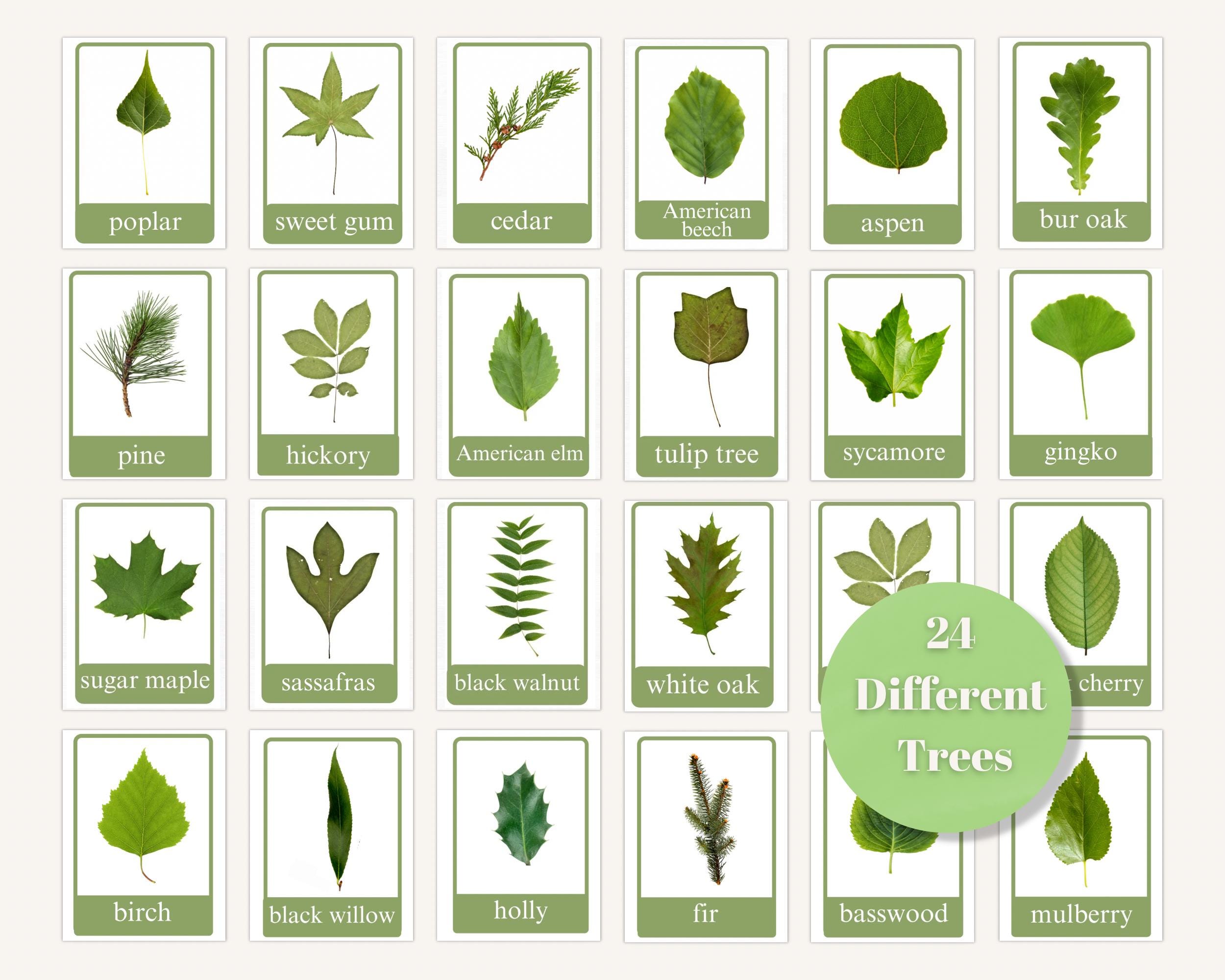 Tree Identification Flashcards for Kids: Leaf & Bark Photos (PDF) - Etsy